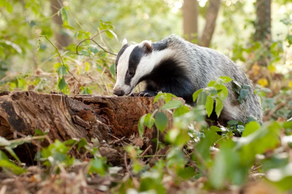 National Badger Day, In Celebration Of Badgers | Harris Lamb
