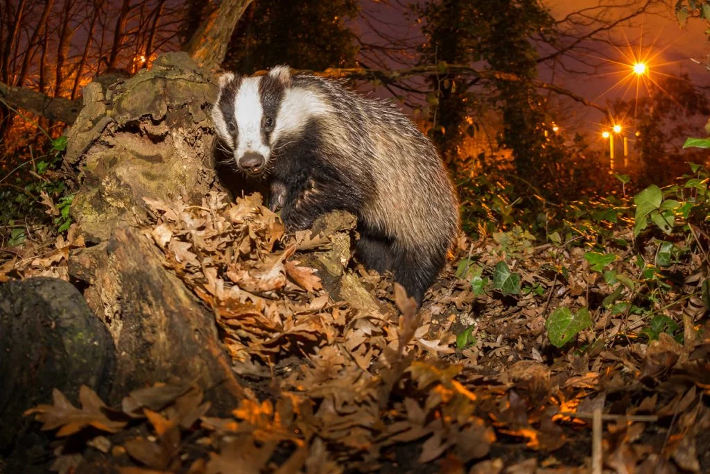 National Badger Day, In Celebration Of Badgers | Harris Lamb