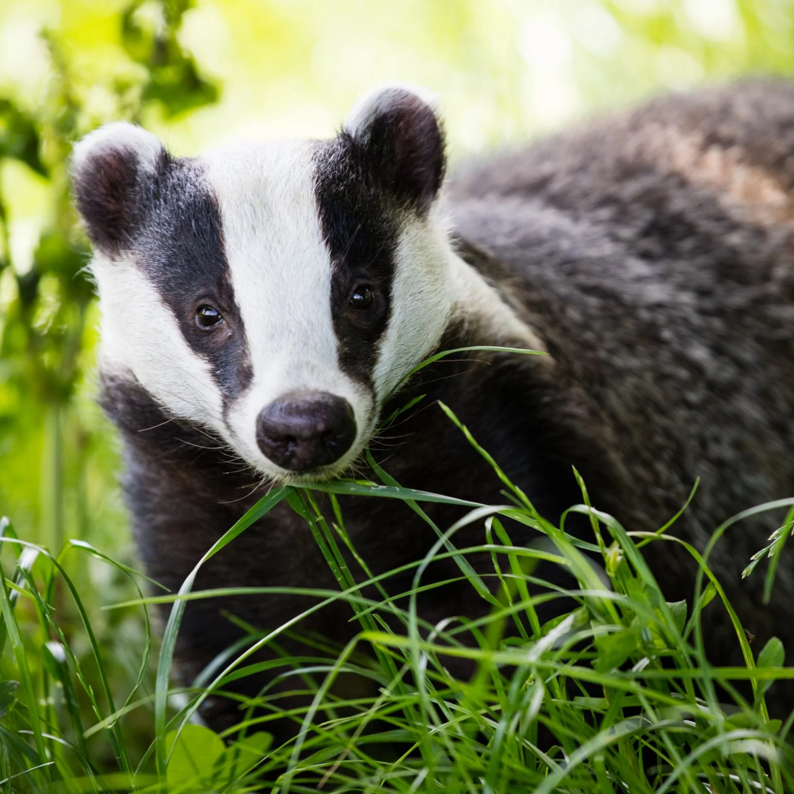 Harris Lamb Secures CL35 Licence - Badger Sett Closure Licence