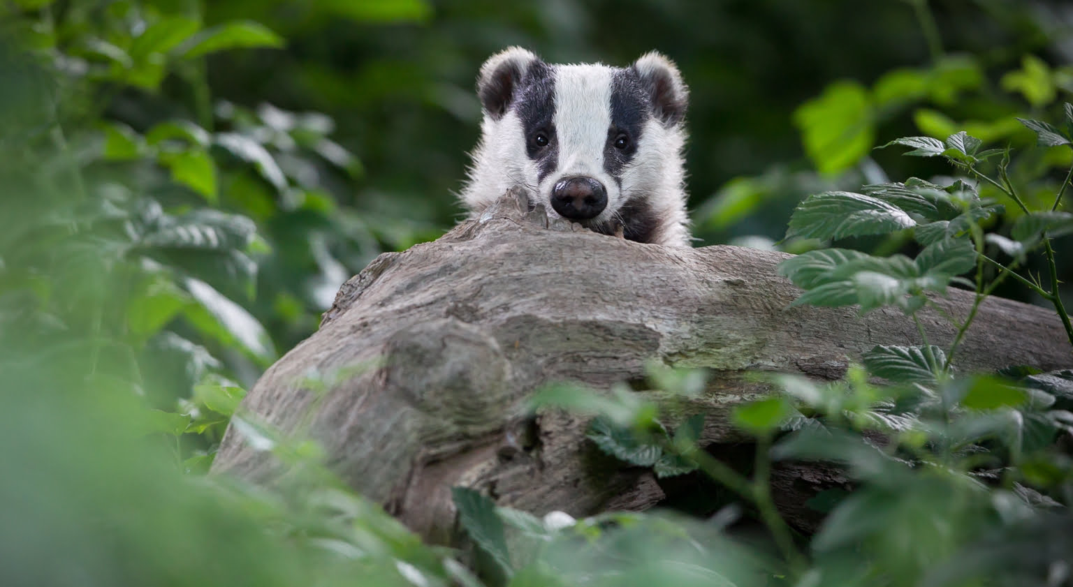 BROCKTOBER – IT’S ALL ABOUT BADGERS | Harris Lamb